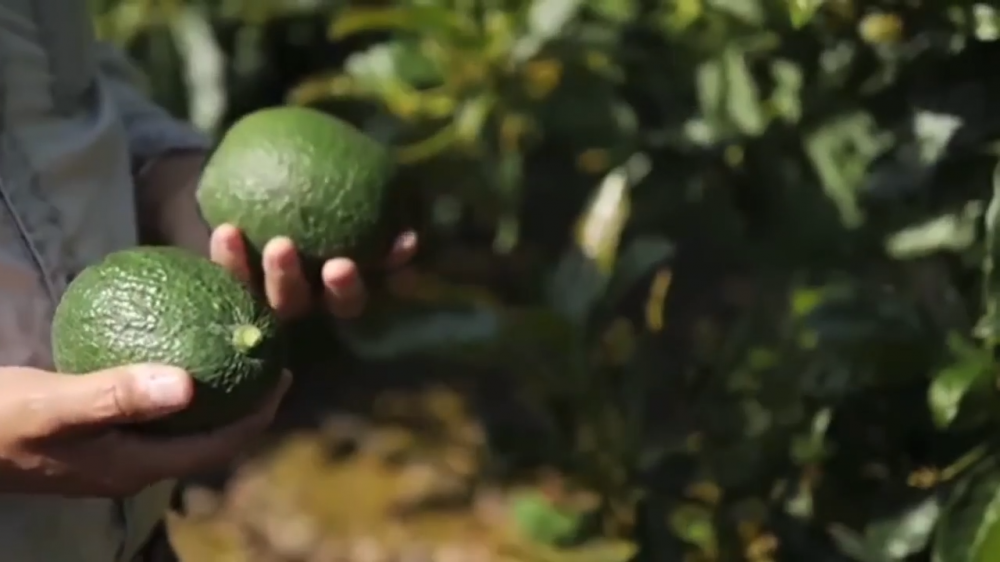 Company Turns Avocado Pit Waste Into Biodegradable Straws and Cutlery