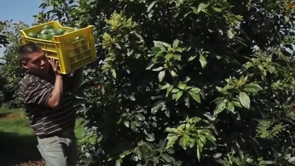 Company Turns Avocado Pit Waste Into Biodegradable Straws and Cutlery